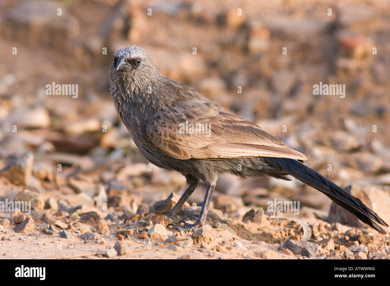 Apostlebird Struthidea cinerea Queensland Australia Stock Photo - Alamy