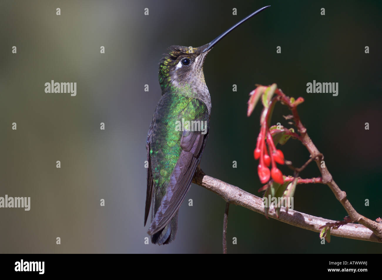 Magnificent Hummingbird Eugenes fulgens female Stock Photo - Alamy