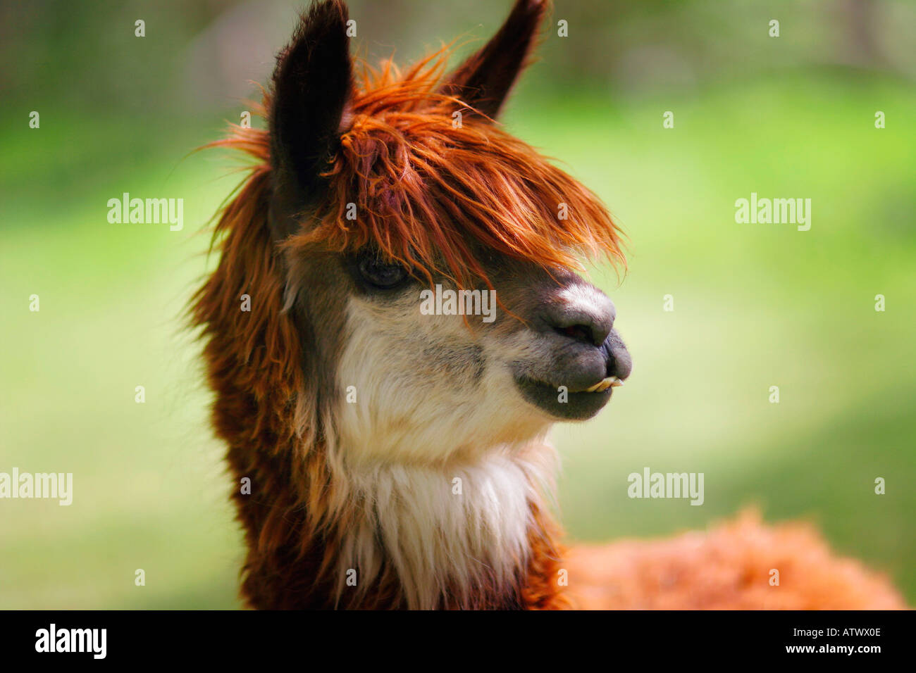 Woolly fringe hi-res stock photography and images - Alamy