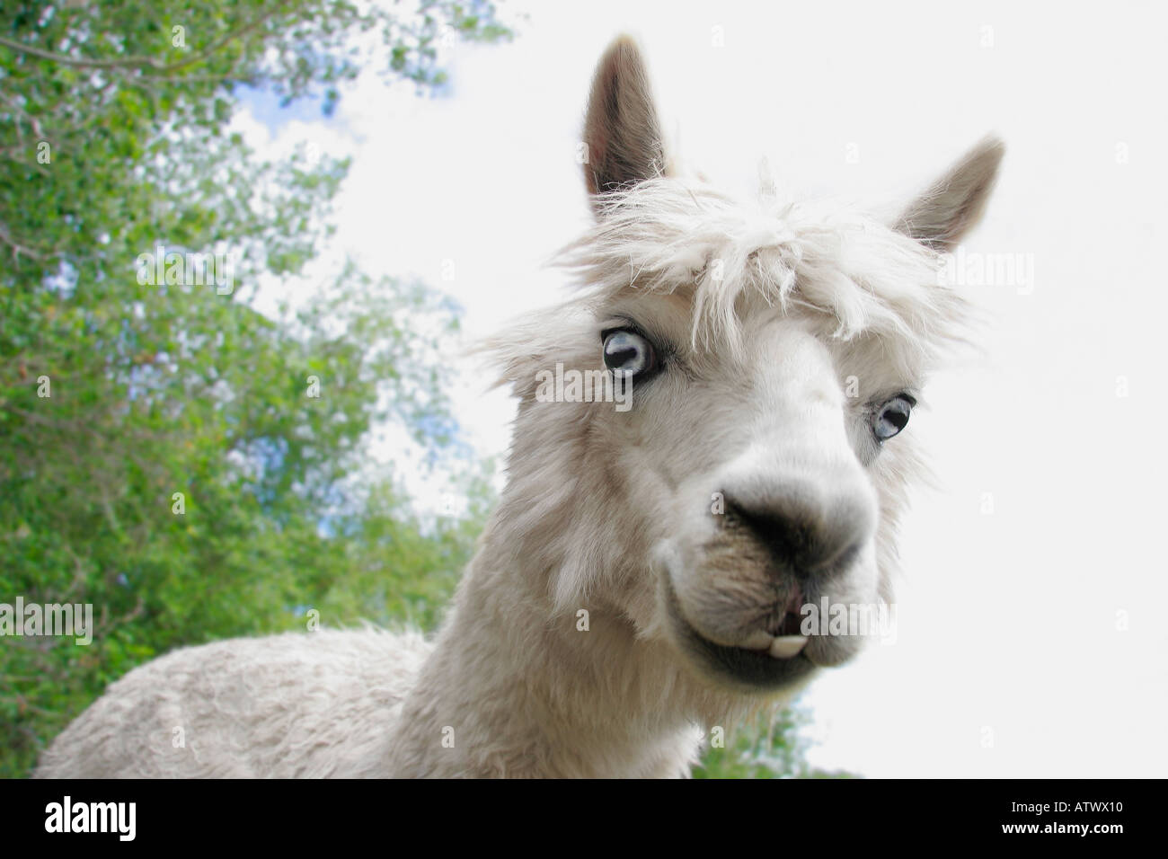 Buck teeth hi-res stock photography and images - Alamy