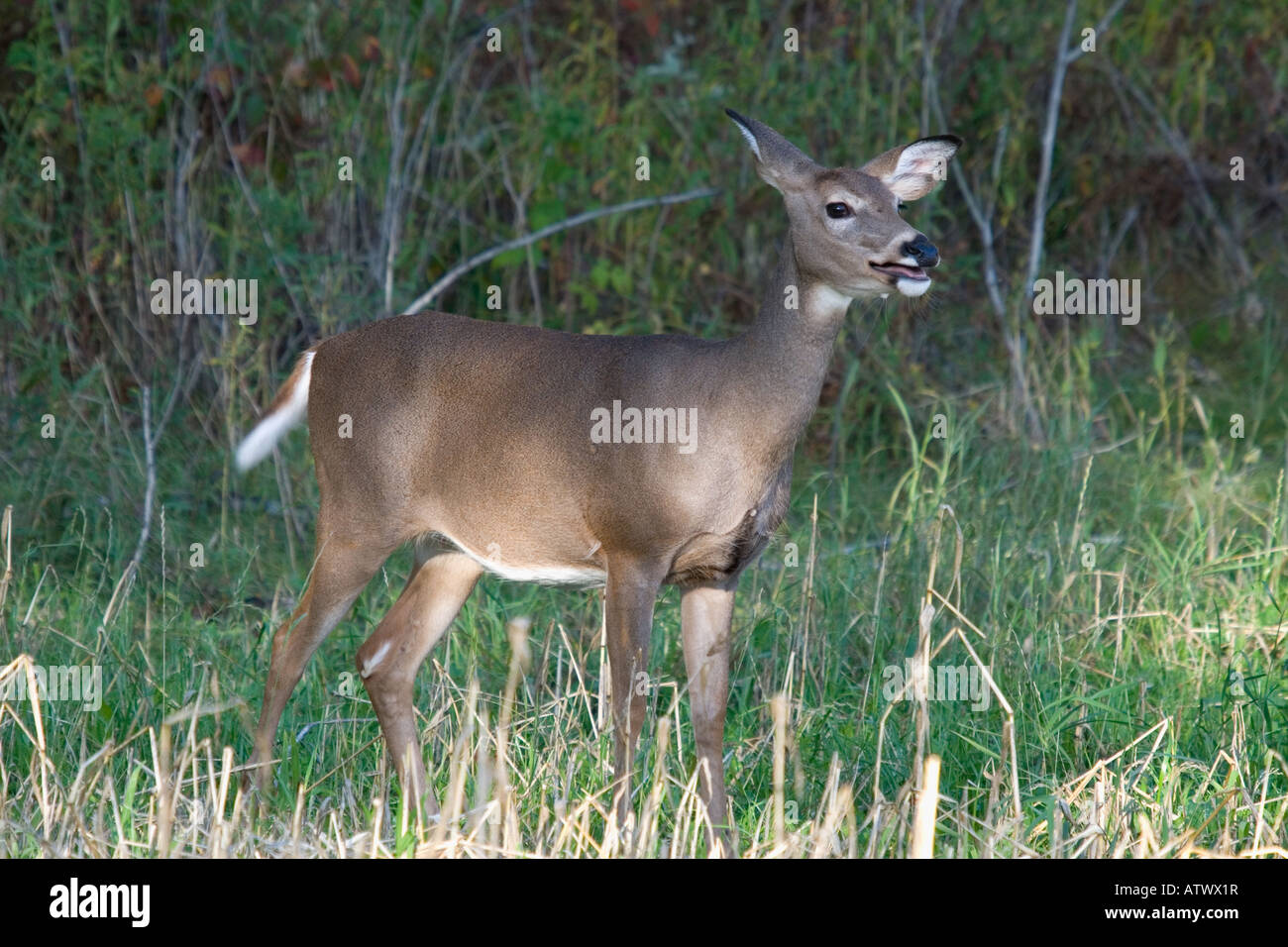 White-tailed doe (Odocoileus virginianus Stock Photo - Alamy
