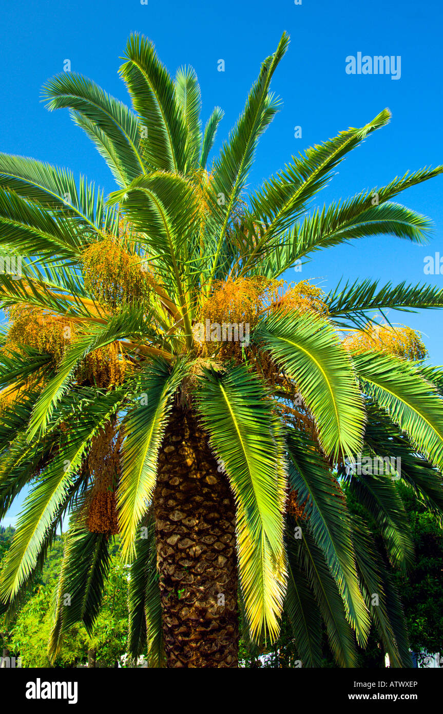 Palm tree fronds and seeds in modern Olympia Greece Stock Photo - Alamy