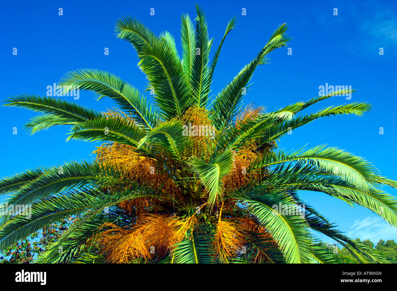 Palm tree fronds and seeds in modern Olympia Greece Stock Photo - Alamy