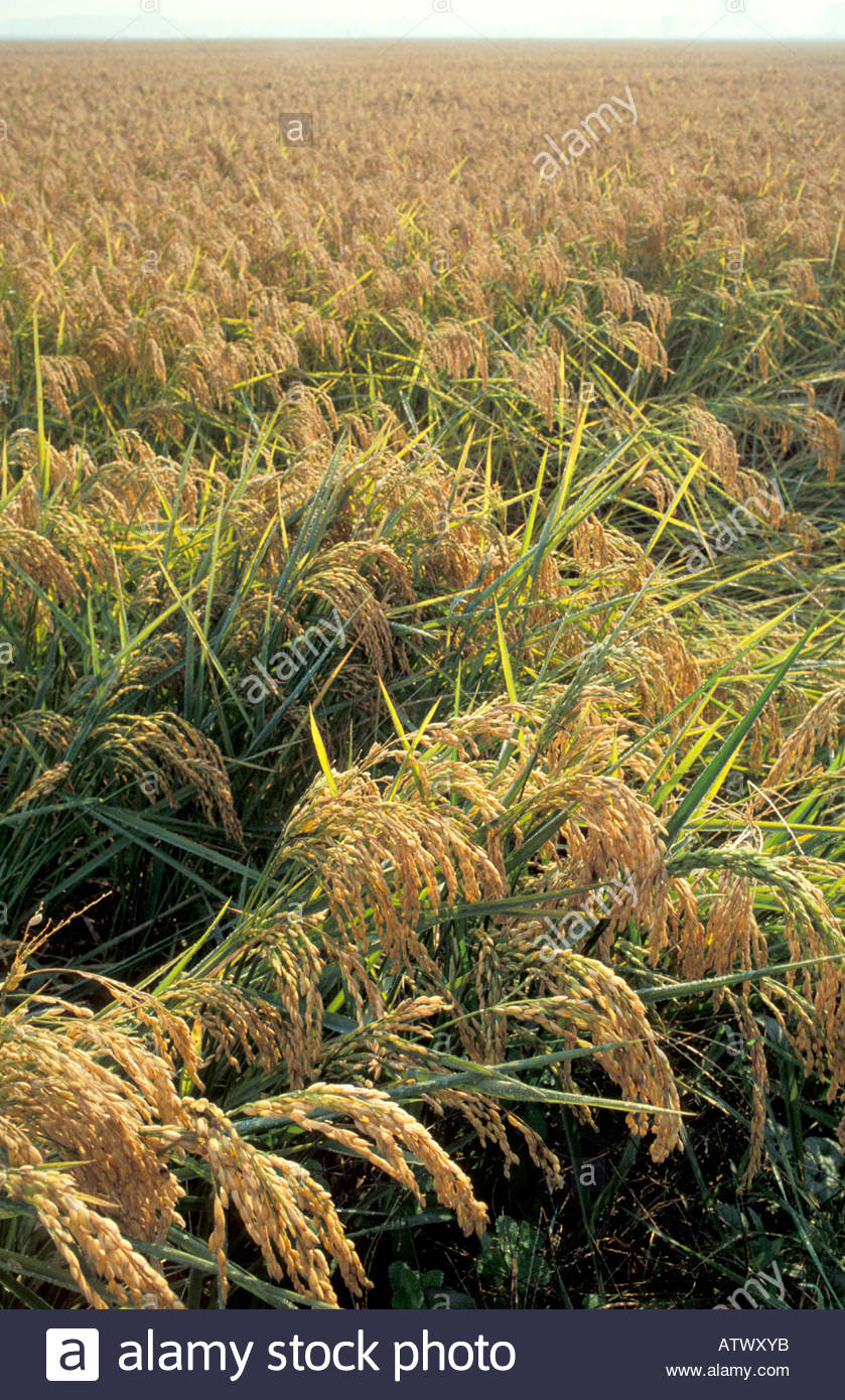 Rice Paddy Italy Stock Photos & Rice Paddy Italy Stock Images - Alamy