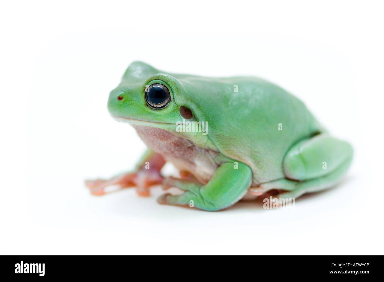 Slimy animals hi-res stock photography and images - Alamy