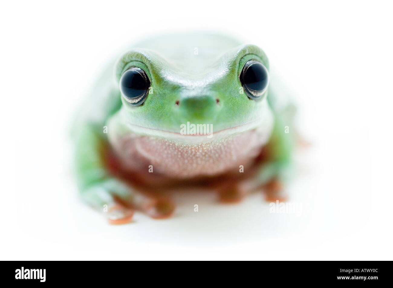 Slimy animals hi-res stock photography and images - Alamy