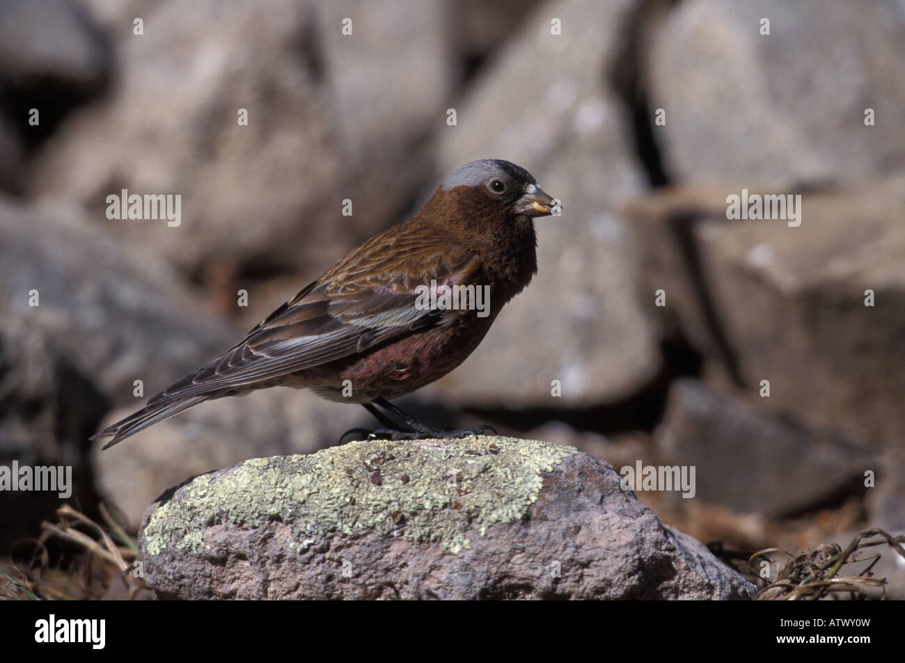 Rosy finch hi-res stock photography and images - Alamy