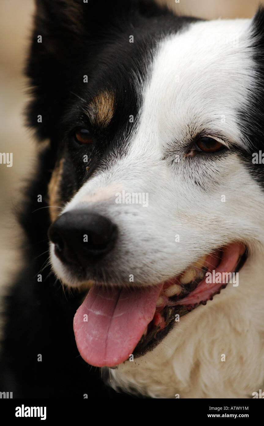 a close up head and sholders shot of a border collie coloured coar and ...