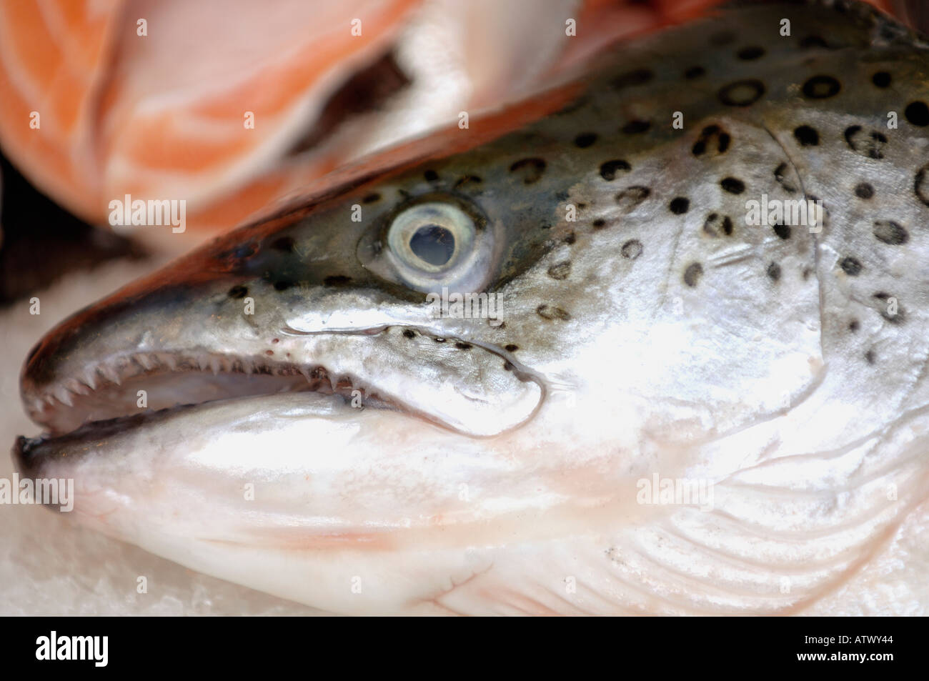 Fish salmon dean hi-res stock photography and images - Alamy