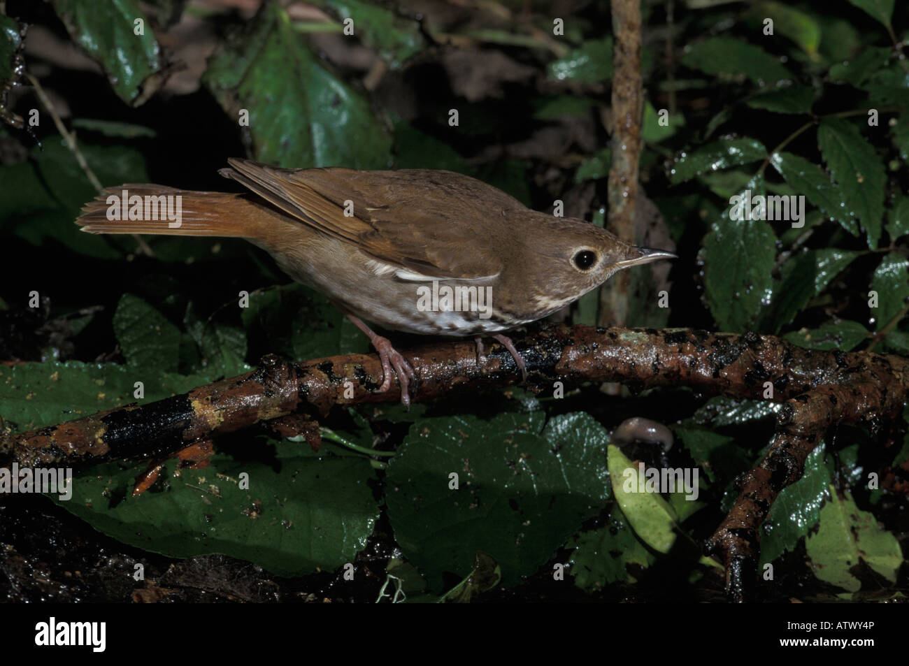Hermit Thrush ,Catharus guttatus, at water Stock Photo - Alamy