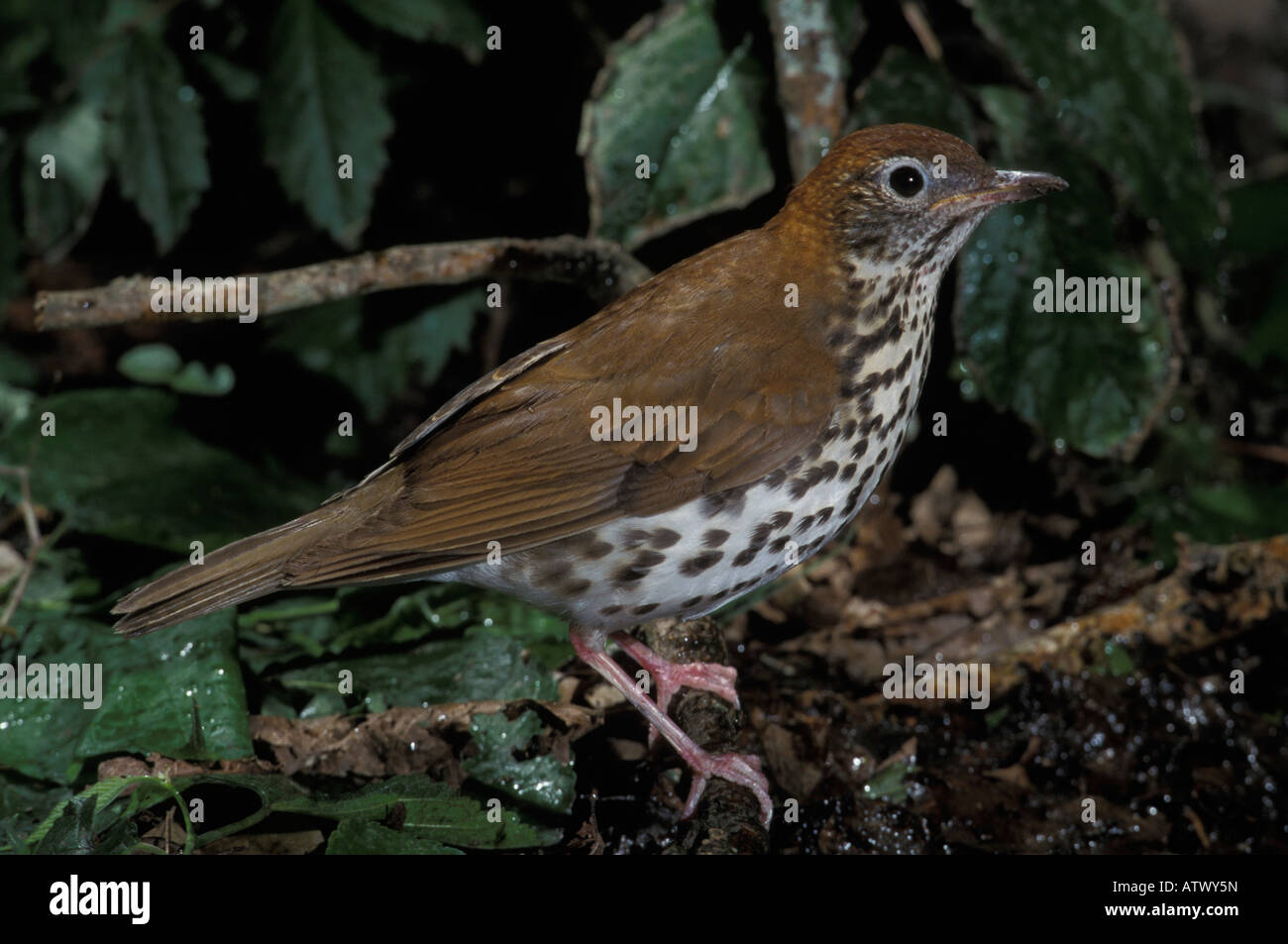 Wood Thrush, Hylocichla mustelina, at water Stock Photo - Alamy