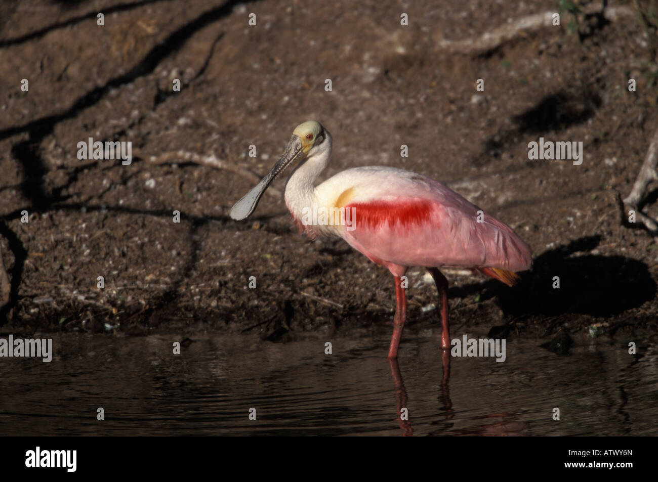Roseate Spoonbill, Ajaia ajaja, wading near shore Stock Photo - Alamy