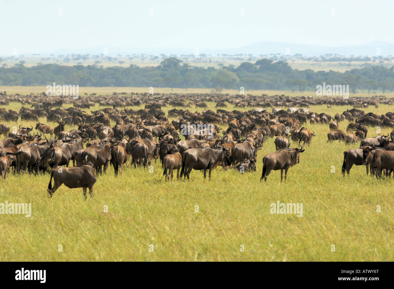 Wildebeest Migration, Serengeti Ecosystem, Tanzania Stock Photo - Alamy