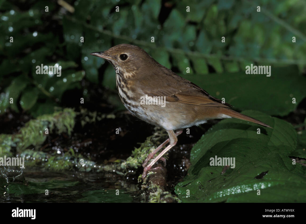 Hermit Thrush, Catharus guttatus, at water Stock Photo - Alamy