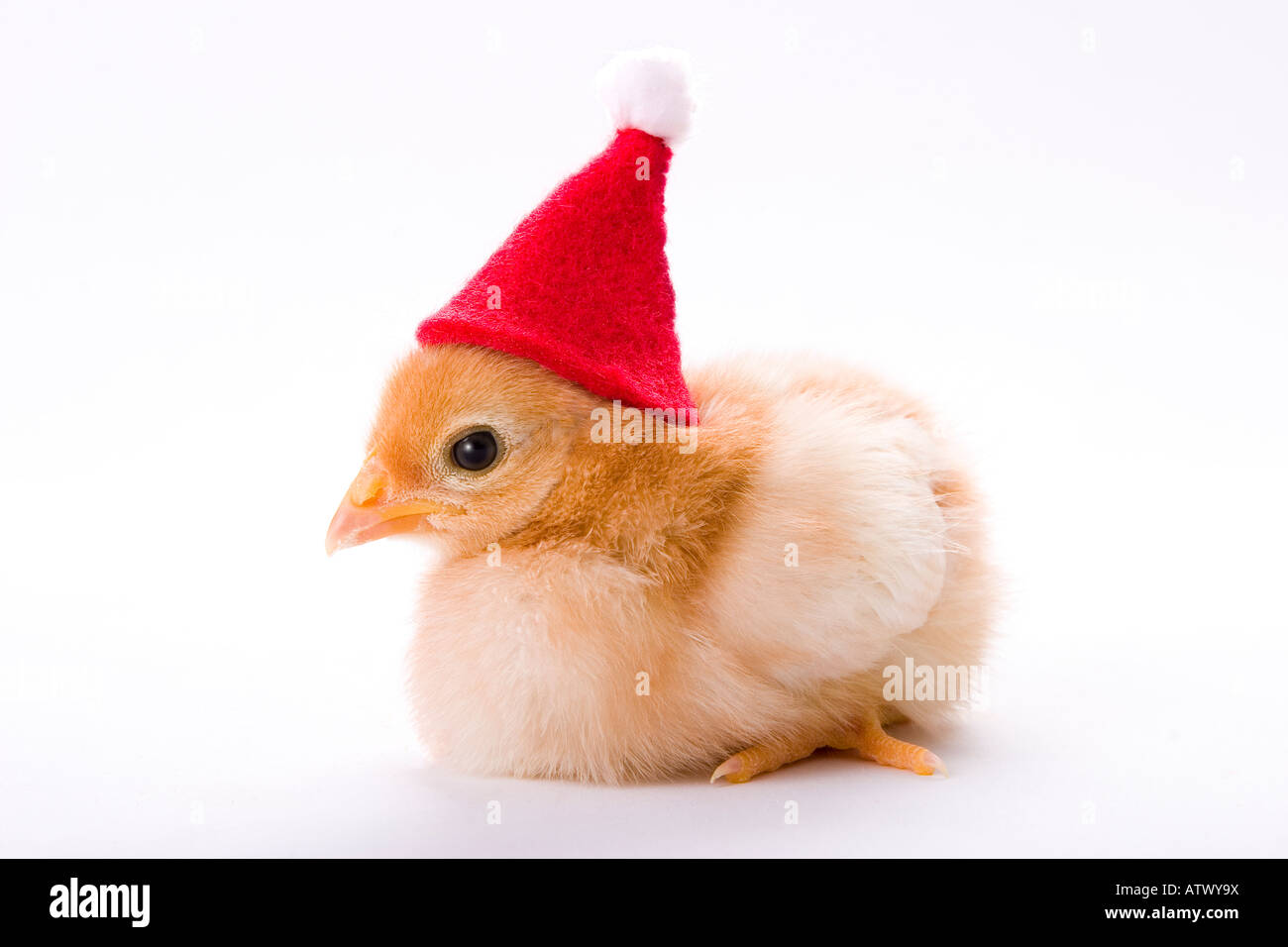 Rhode Island Red chick with Santa hat on white background Stock Photo ...