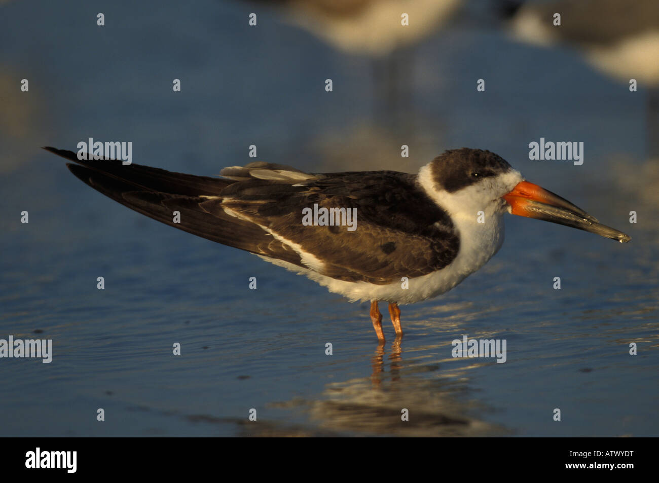 Black Skimmer, Rynchops niger, in shallow water Stock Photo - Alamy