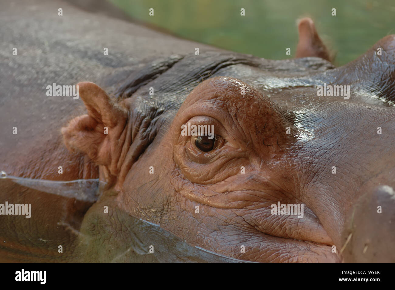 Hippopotamus head, eye, ear over green water Stock Photo - Alamy