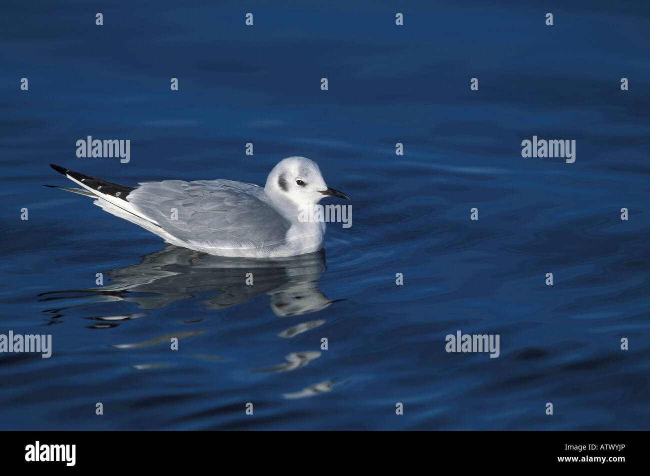 Bonaparte's Gull winter, Larus philadelphia, swimming Stock Photo - Alamy