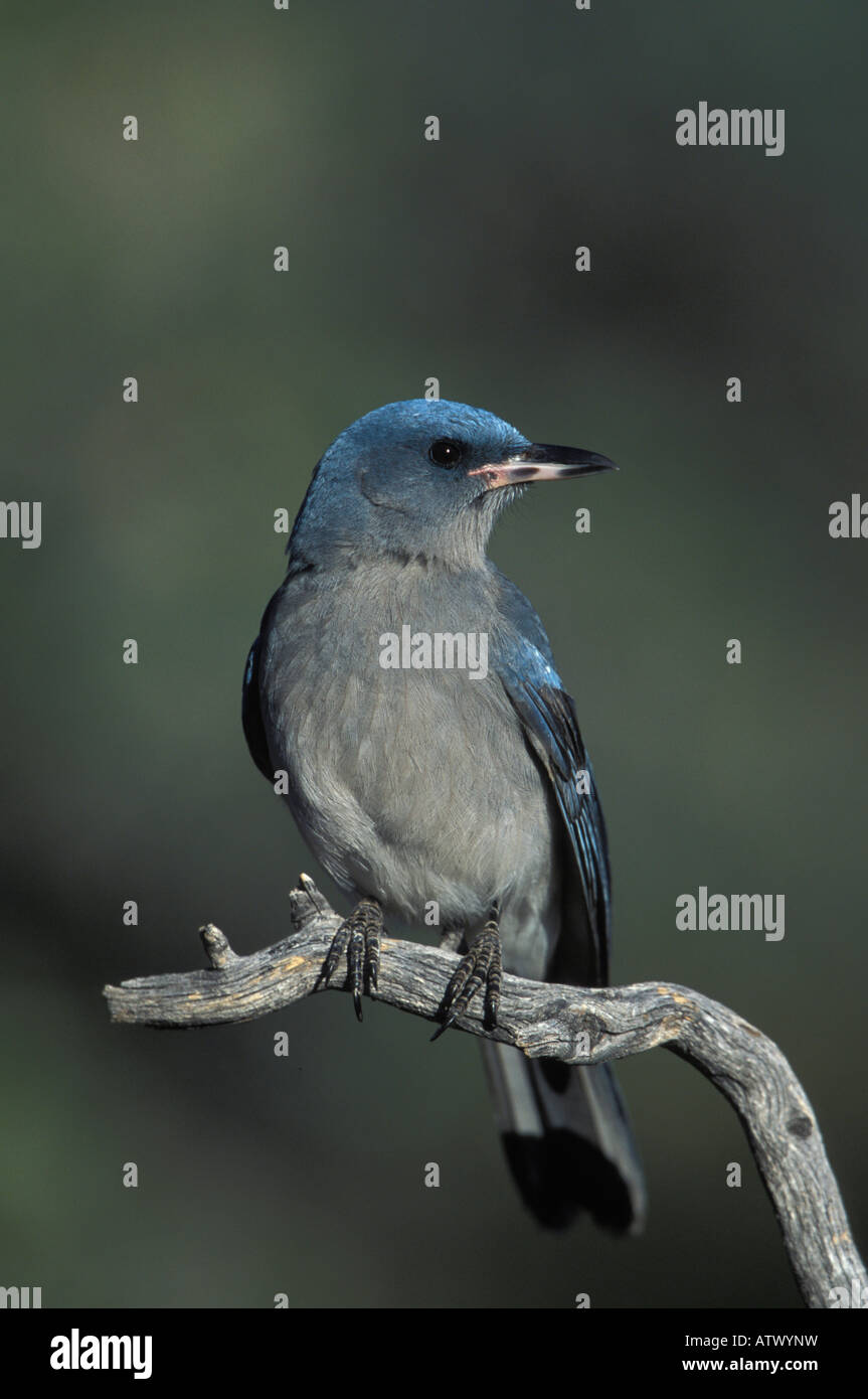 Juvenile jay hi-res stock photography and images - Alamy