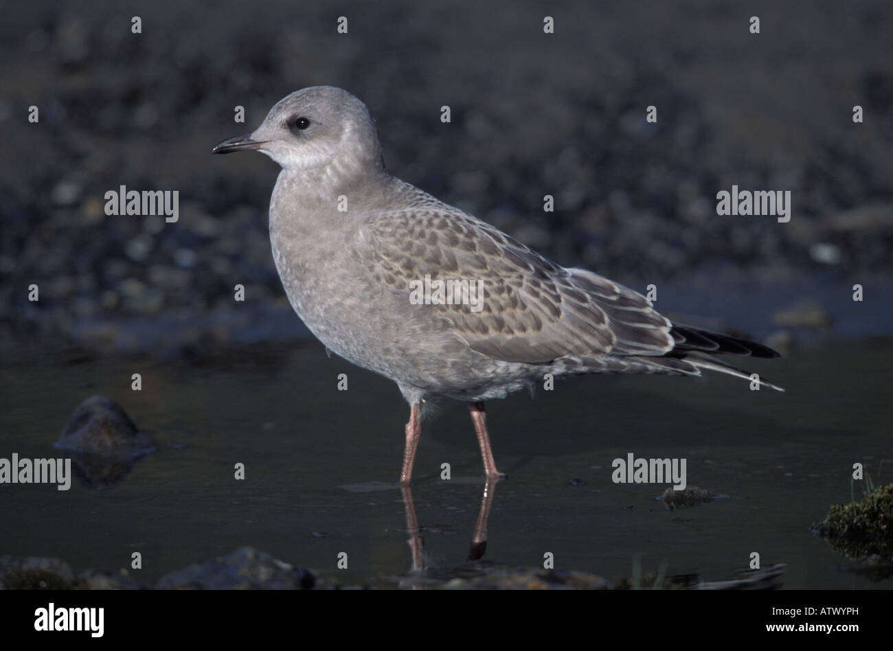 Mew Gull juvenile, Larus canus, standing in water Stock Photo - Alamy