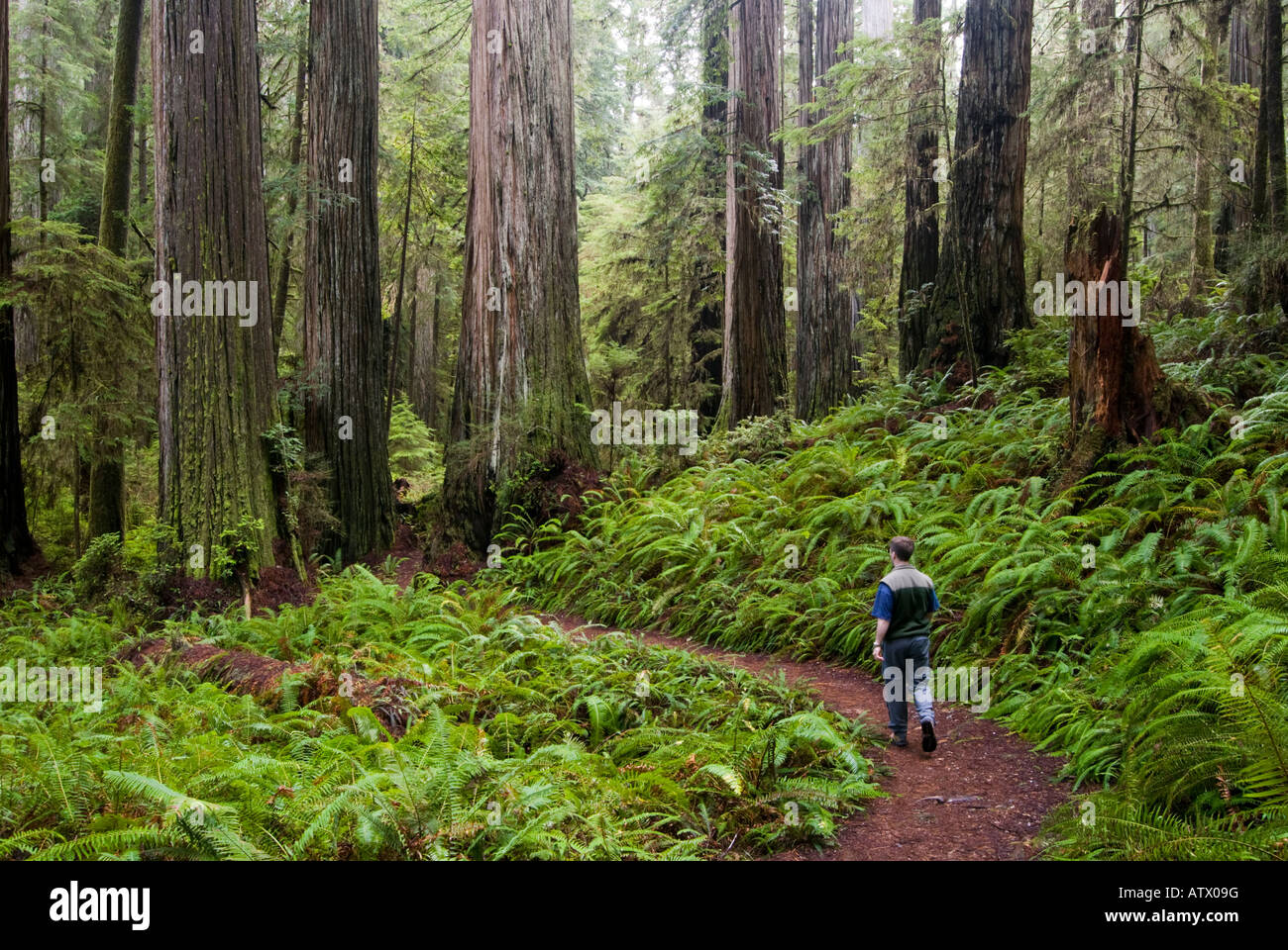 Tree in trail hi-res stock photography and images - Alamy
