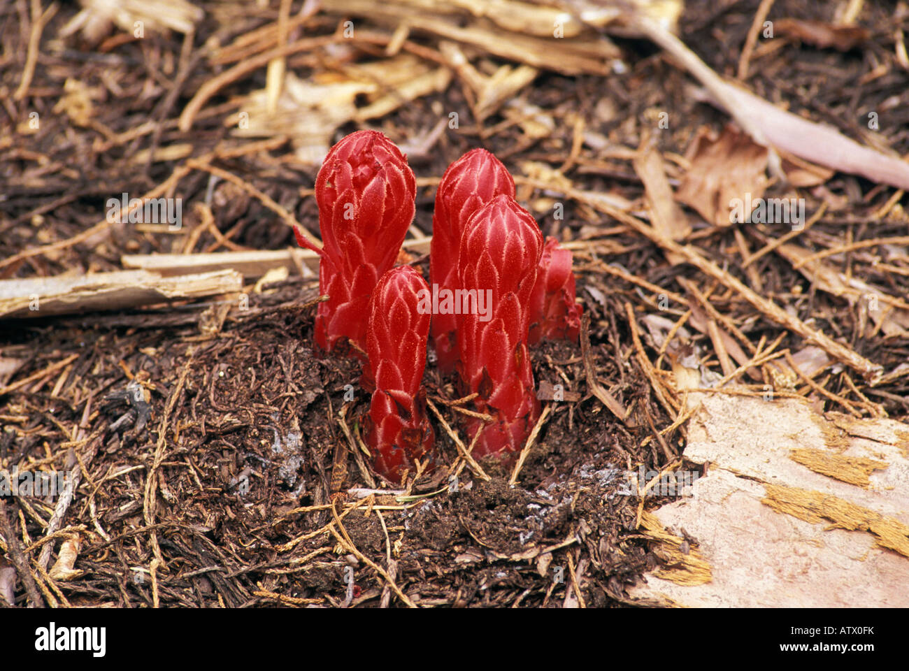 Snow Plants Sarcodes sanguinea in Crescent Meadow Giant Forest Sequoia ...