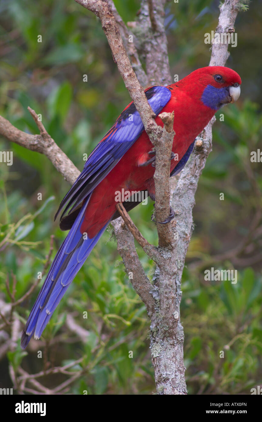 Red and blue rosella hi-res stock photography and images - Alamy