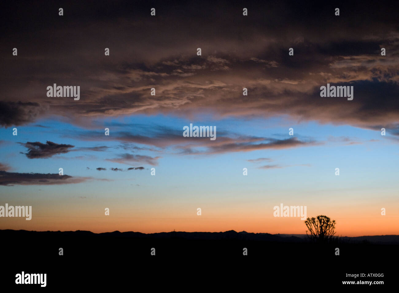 Quiver tree which gets its name that the San people or Bushman make ...