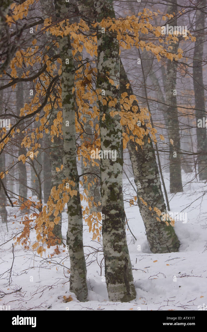 High altitude beech tree (Fagus sylvatica) woodlands with foliage ...