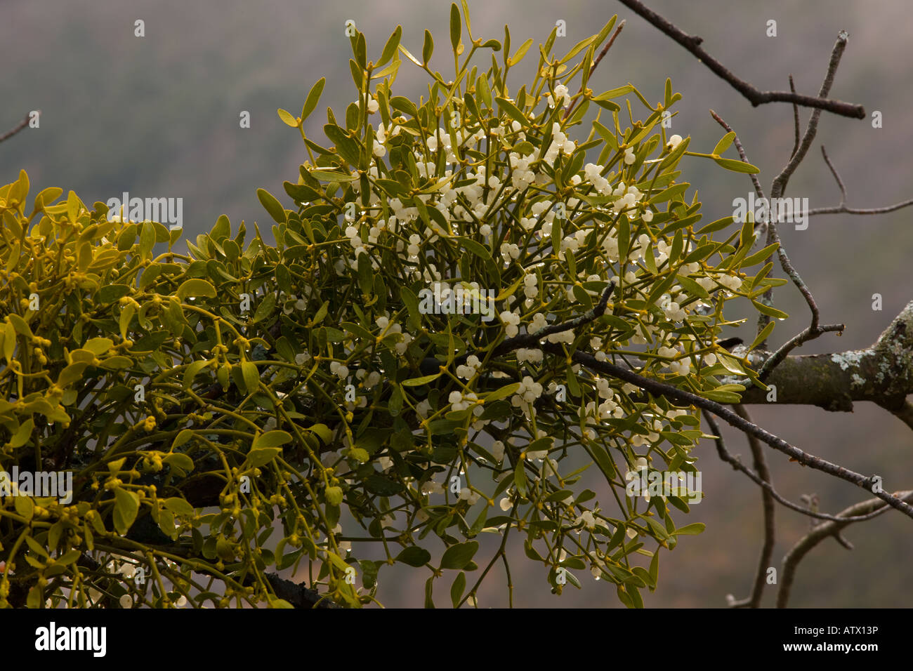 Mistletoe Viscum album parasitic plant on trees With berries Stock ...