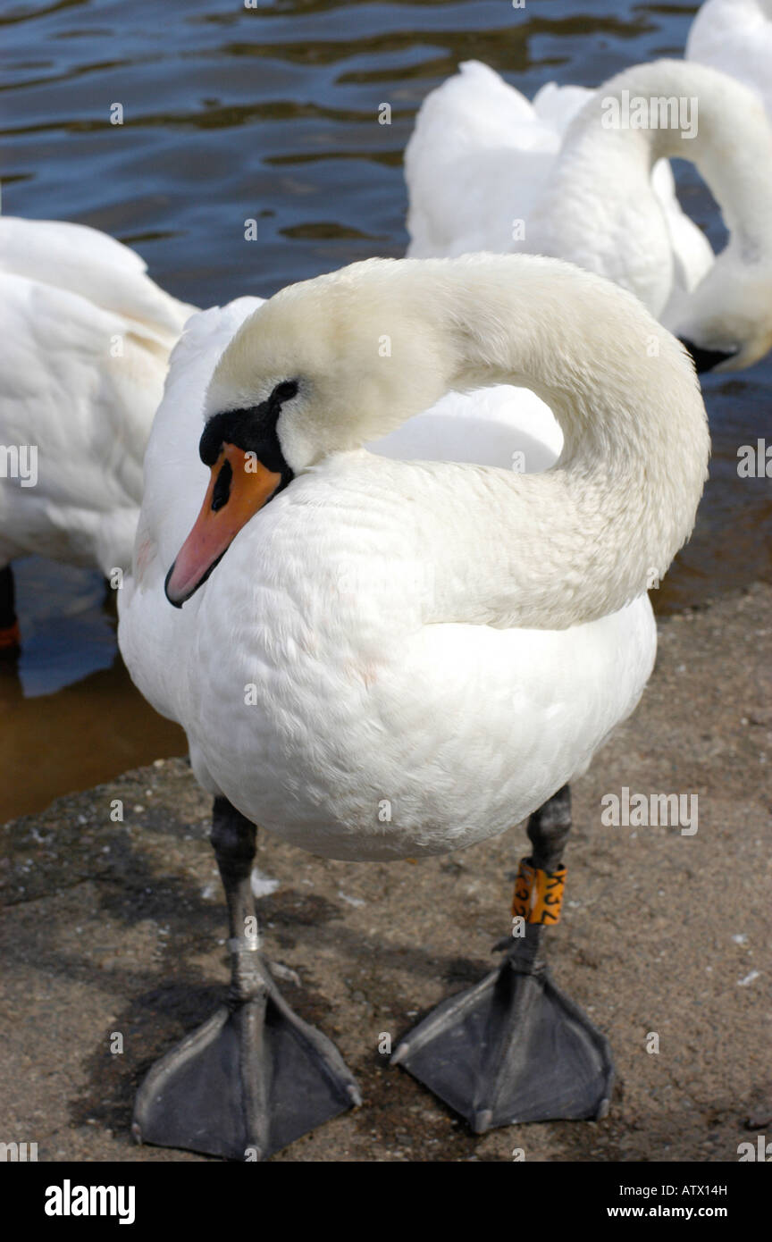 River severn wildlife hi-res stock photography and images - Alamy