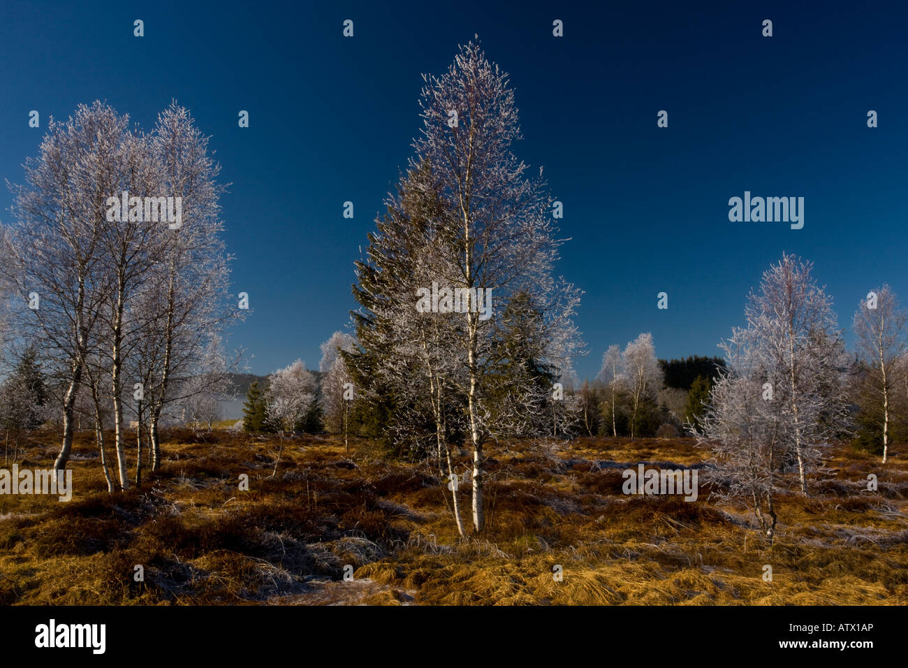 Bog Birch Stock Photos & Bog Birch Stock Images - Alamy