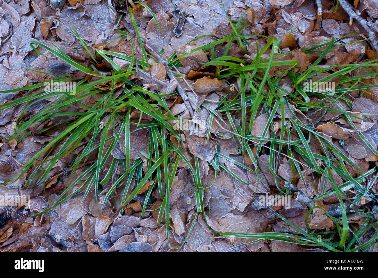 Great woodrush Luzula sylvatica in beechwood on a frosty morning Stock ...