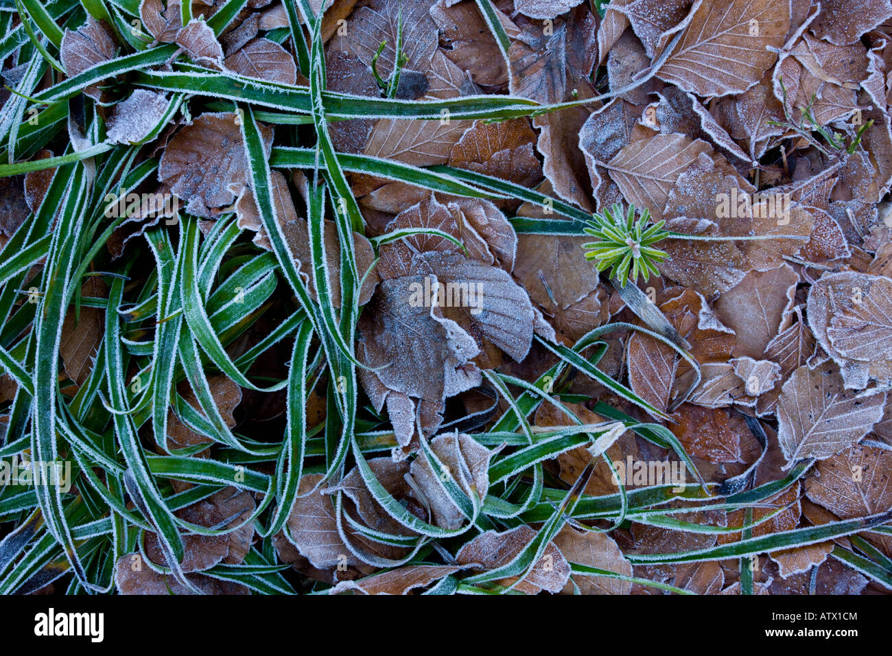 Great woodrush Luzula sylvatica in beechwood on a frosty morning With ...