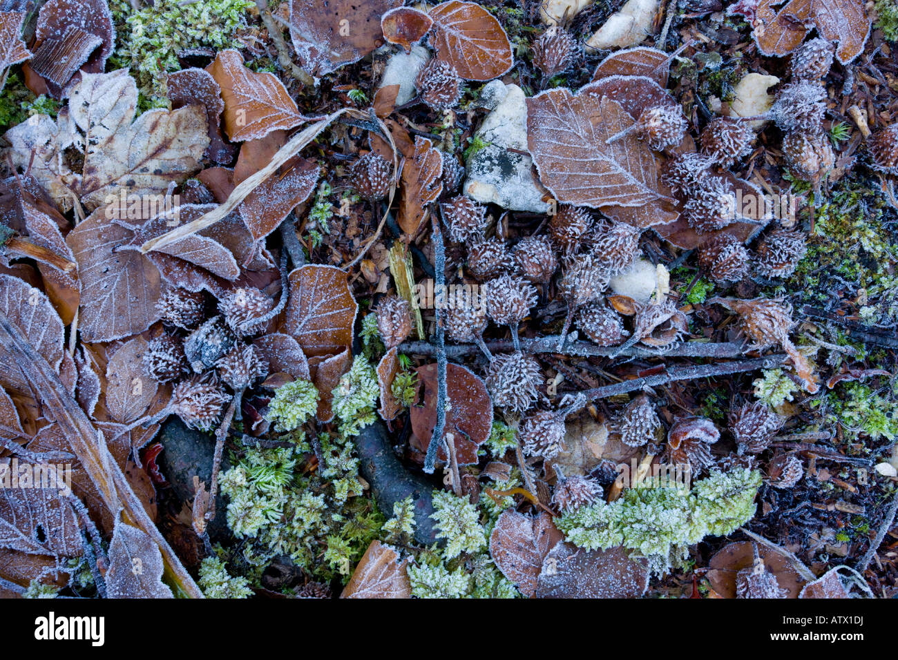 Beech mast hi-res stock photography and images - Alamy
