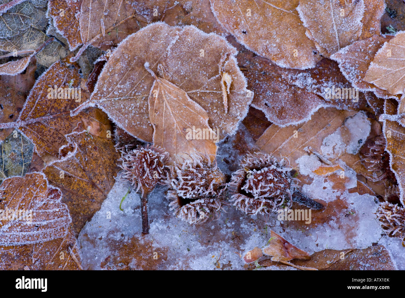 Beechwood forest floor in winter with fallen beech mast Stock Photo - Alamy