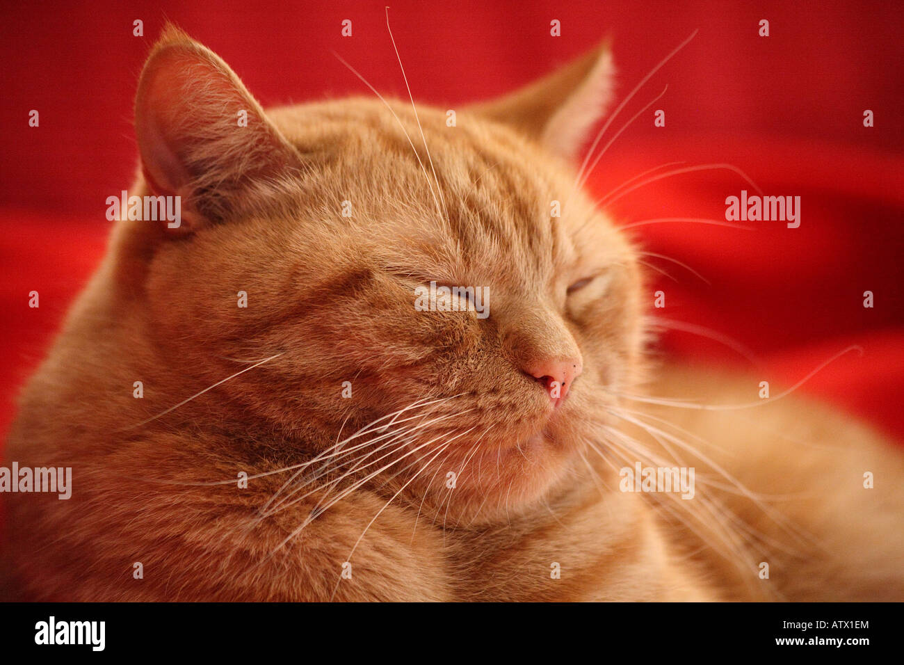 British shorthair ginger cat Stock Photo - Alamy
