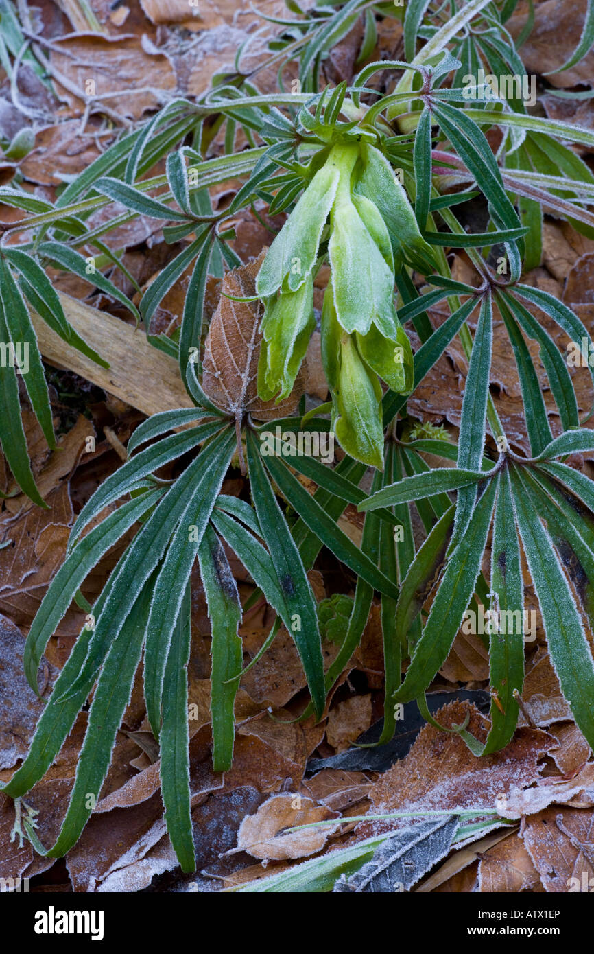 Stinking Hellebore, Helleborus foetidus, in beech woodland frosty ...