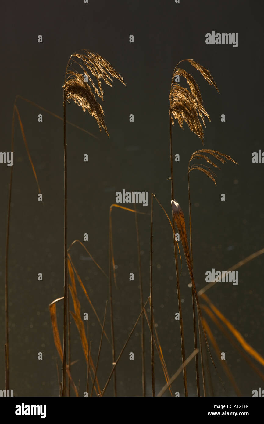 Reed phragmites australis phragmites communis hi-res stock photography ...