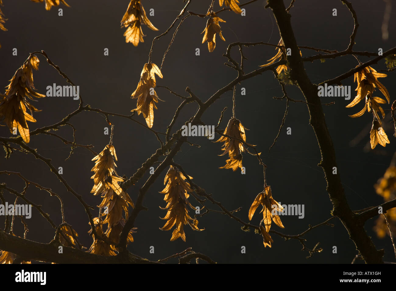 Fruits of hornbeam Carpinus betulus in winter Stock Photo - Alamy