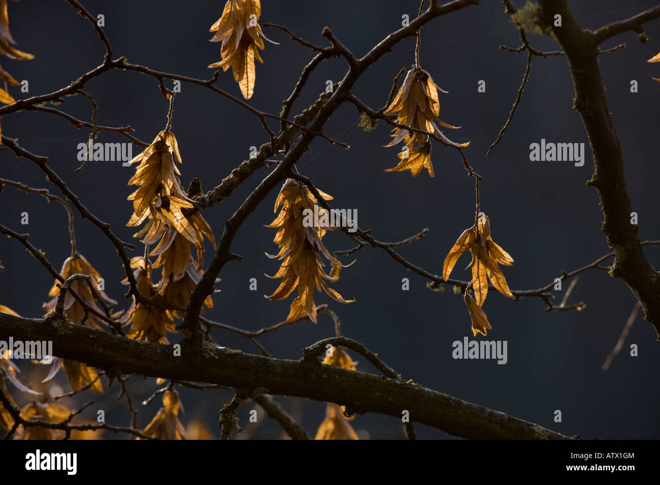 Fruits of hornbeam Carpinus betulus in winter Stock Photo - Alamy