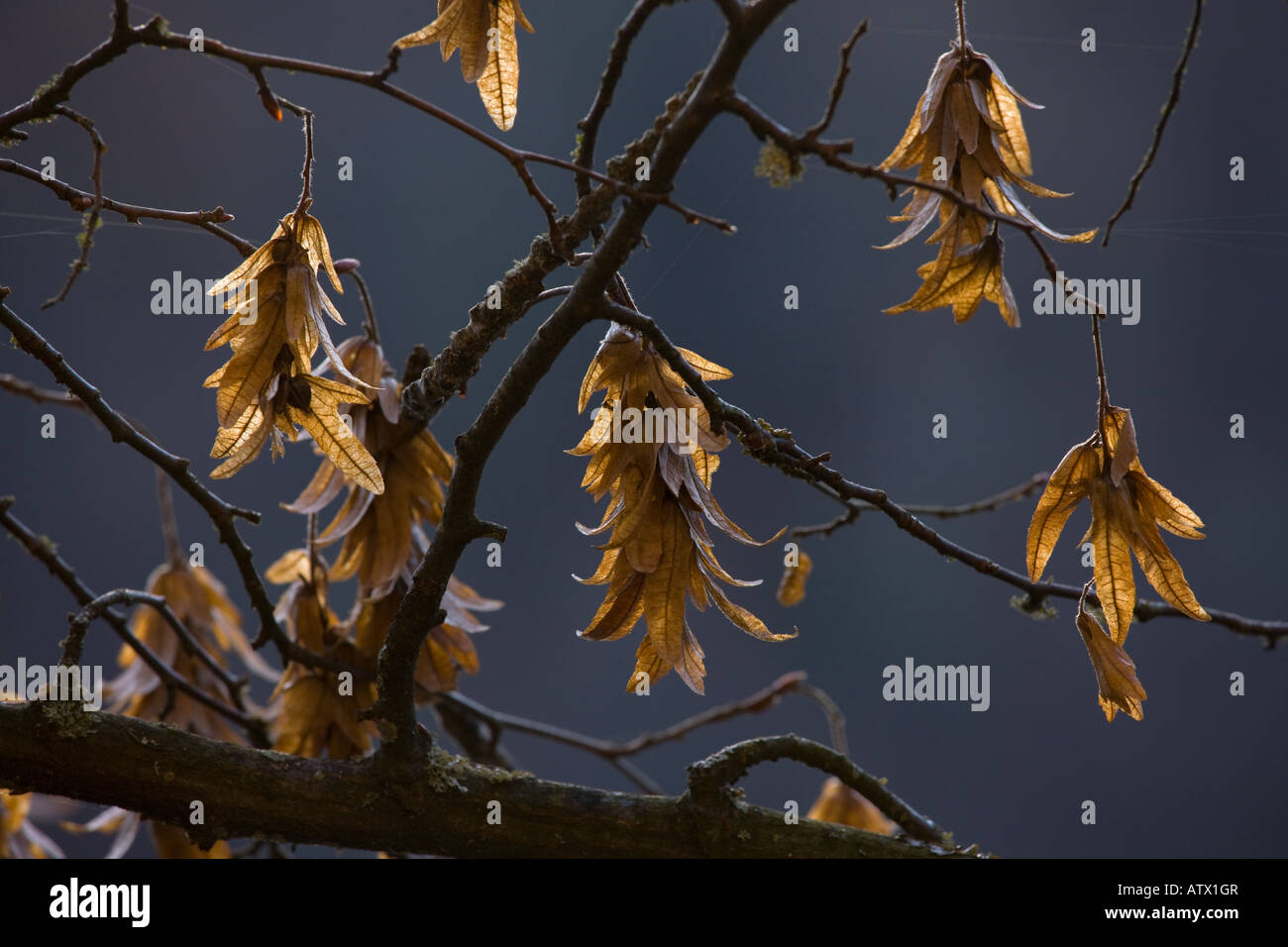 Fruits of hornbeam Carpinus betulus in winter Stock Photo - Alamy