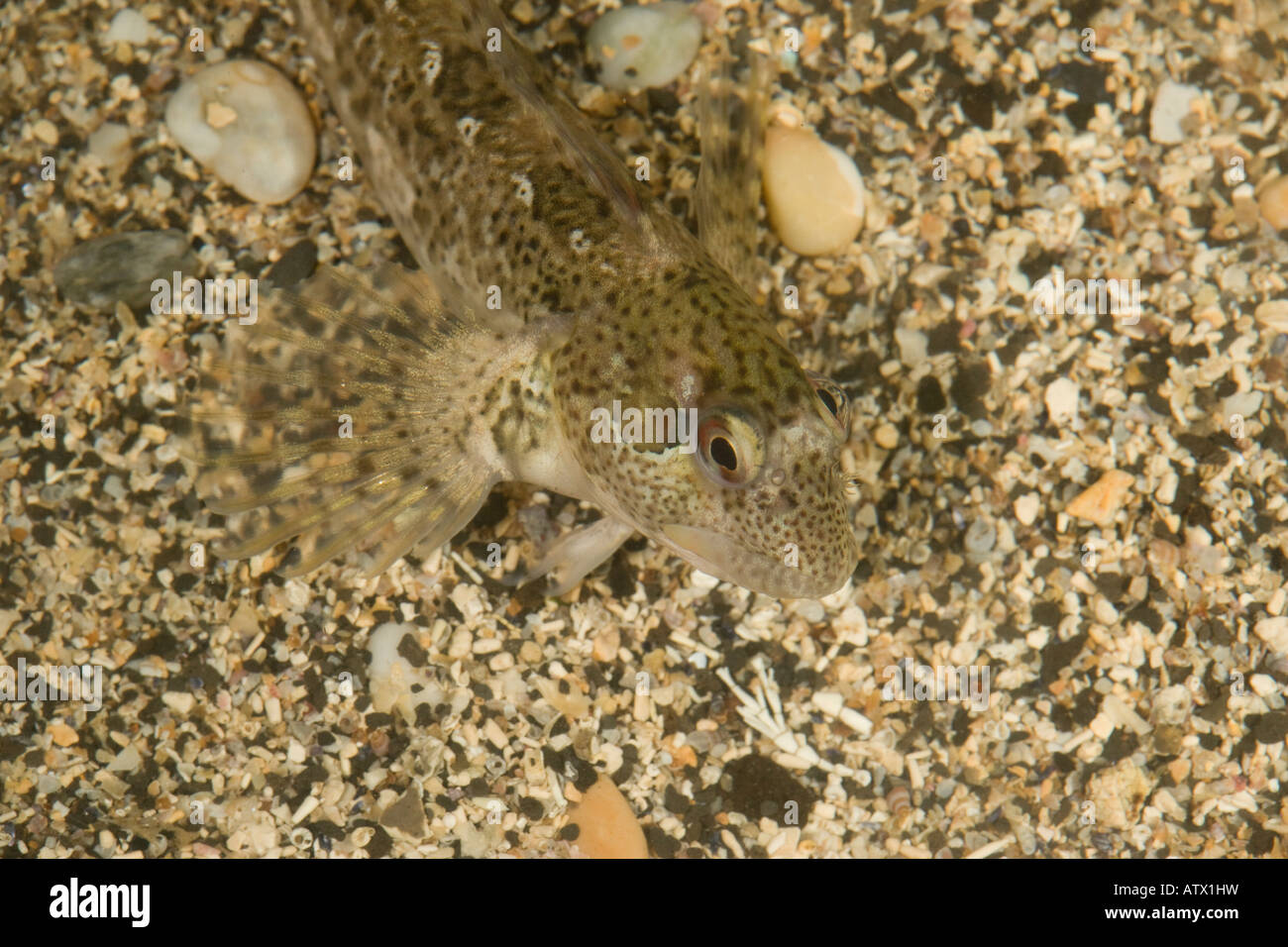 Shanny hi-res stock photography and images - Alamy