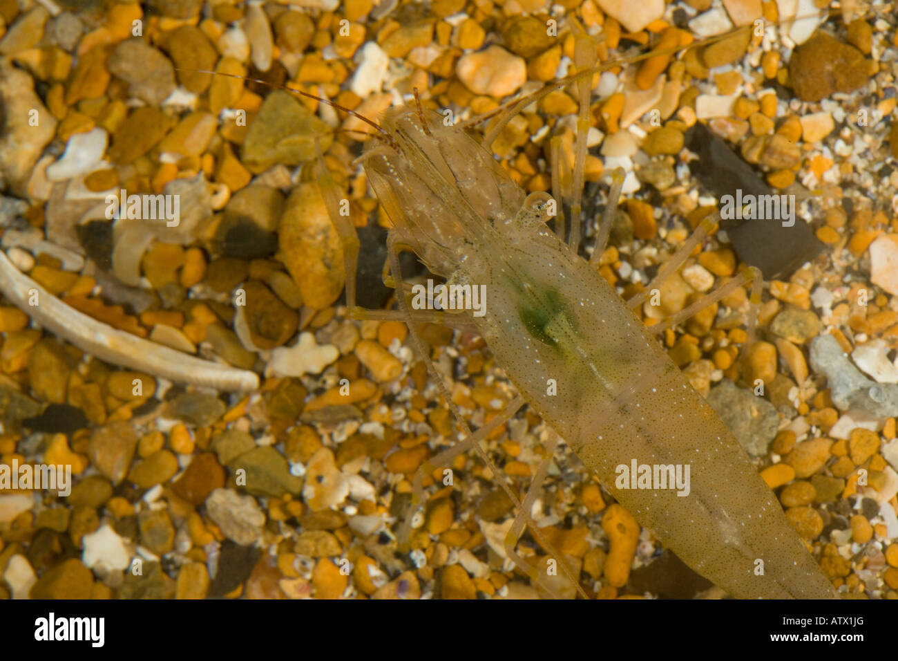 A shrimp also known as Rock Prawn Palaemon serratus rockpool Dorset ...