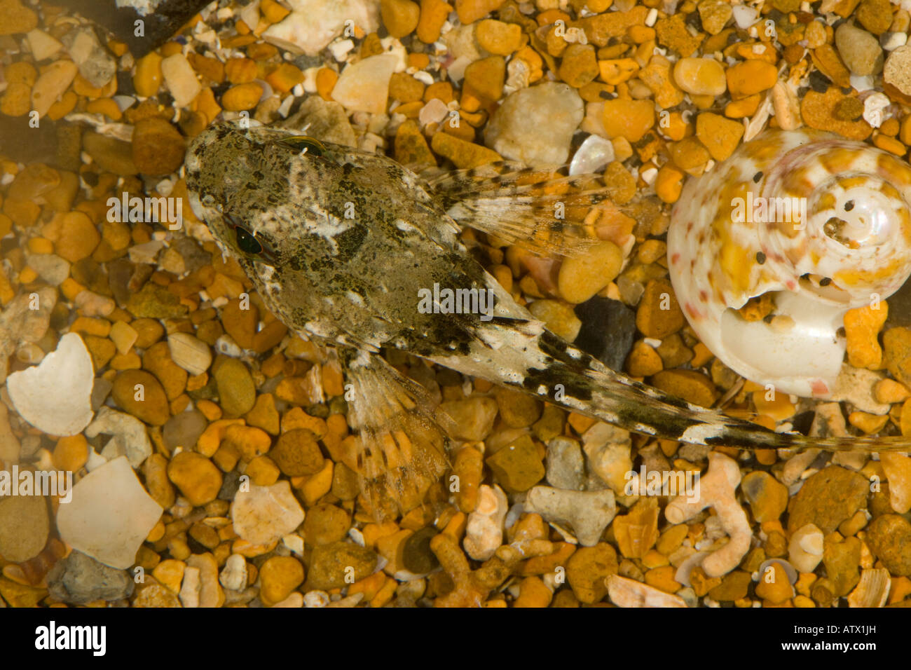 Long spined Sea Scorpion, or Sea Scorpion, Taurulus bubalis common ...