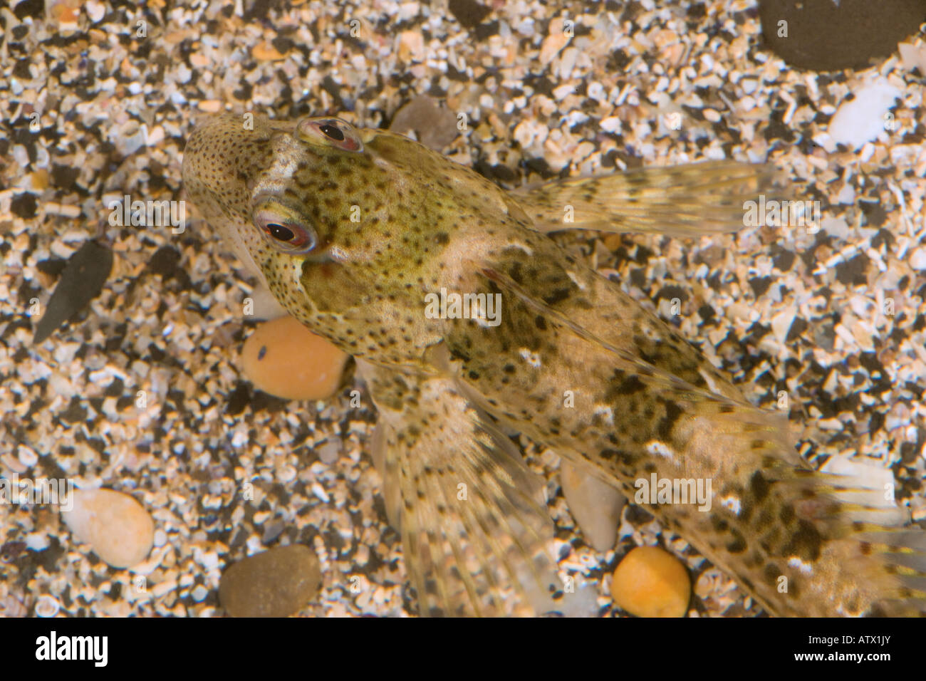 Fish With Legs And Wings