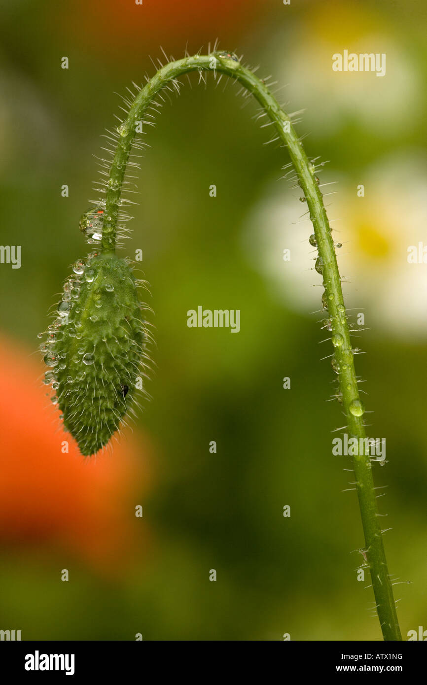 Common Poppy or Field Poppy, Papaver rhoeas nodding bud with dew drops ...