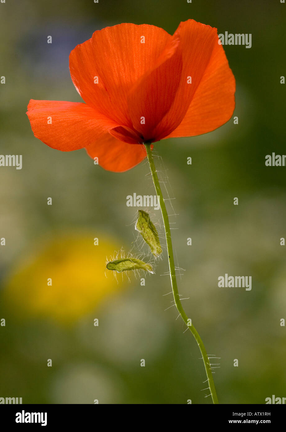 Poppy weed hi-res stock photography and images - Alamy
