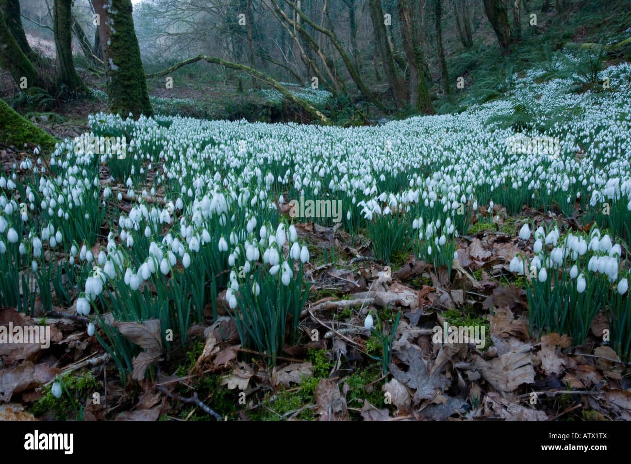 Wild Snowdrops Galanthus nivalis in a valley near Timberscombe on ...
