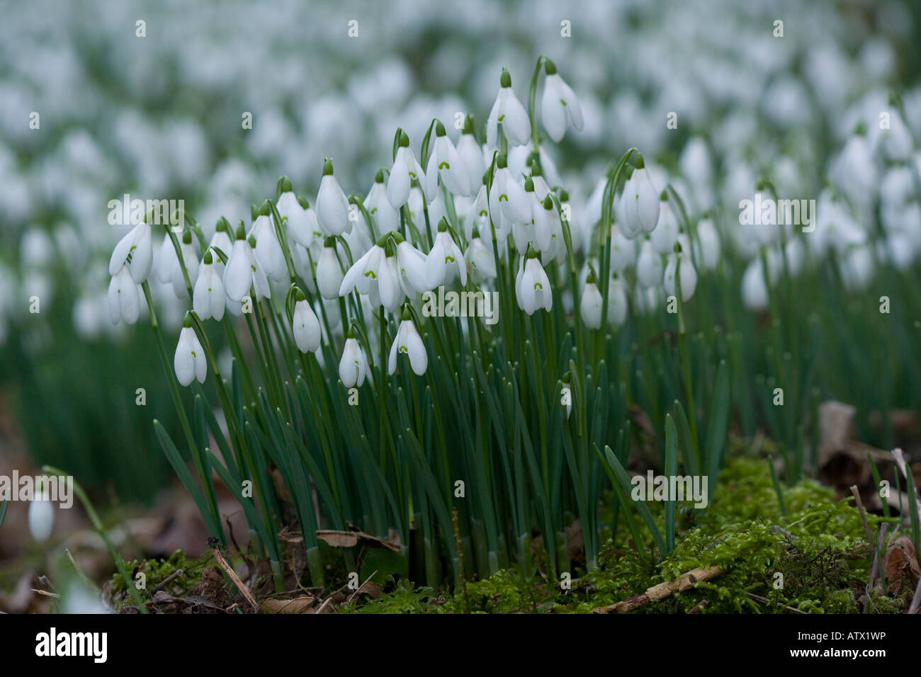 Wild Snowdrops Galanthus nivalis in a valley near Timberscombe on ...